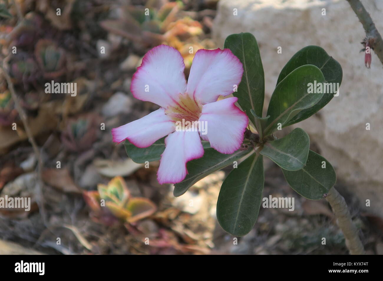 Nice blossom of impala lily flower, Adenium multiflorum, at Arboretum d ...