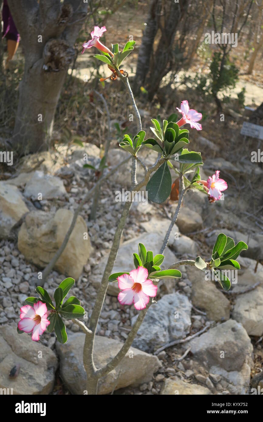 Nice blossom of impala lily flower, Adenium multiflorum, at Arboretum d ...