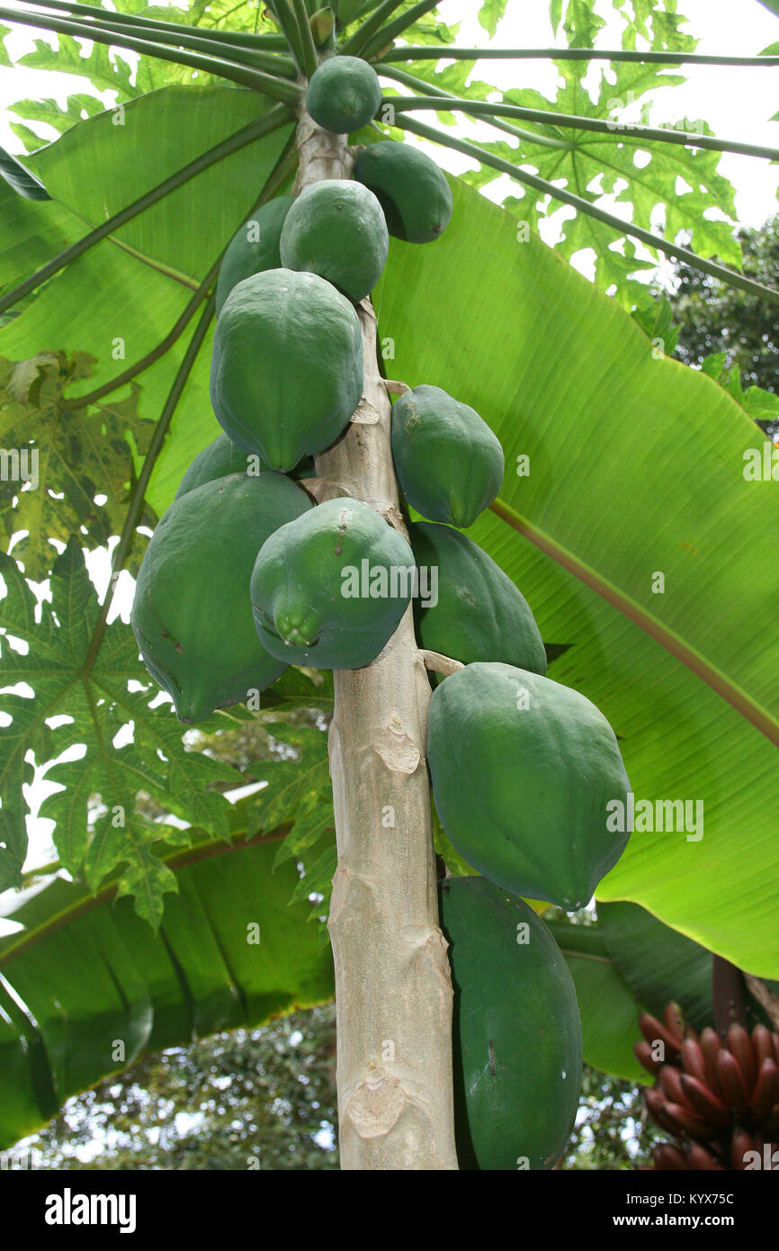 Coconut tree trunk hi-res stock photography and images - Alamy