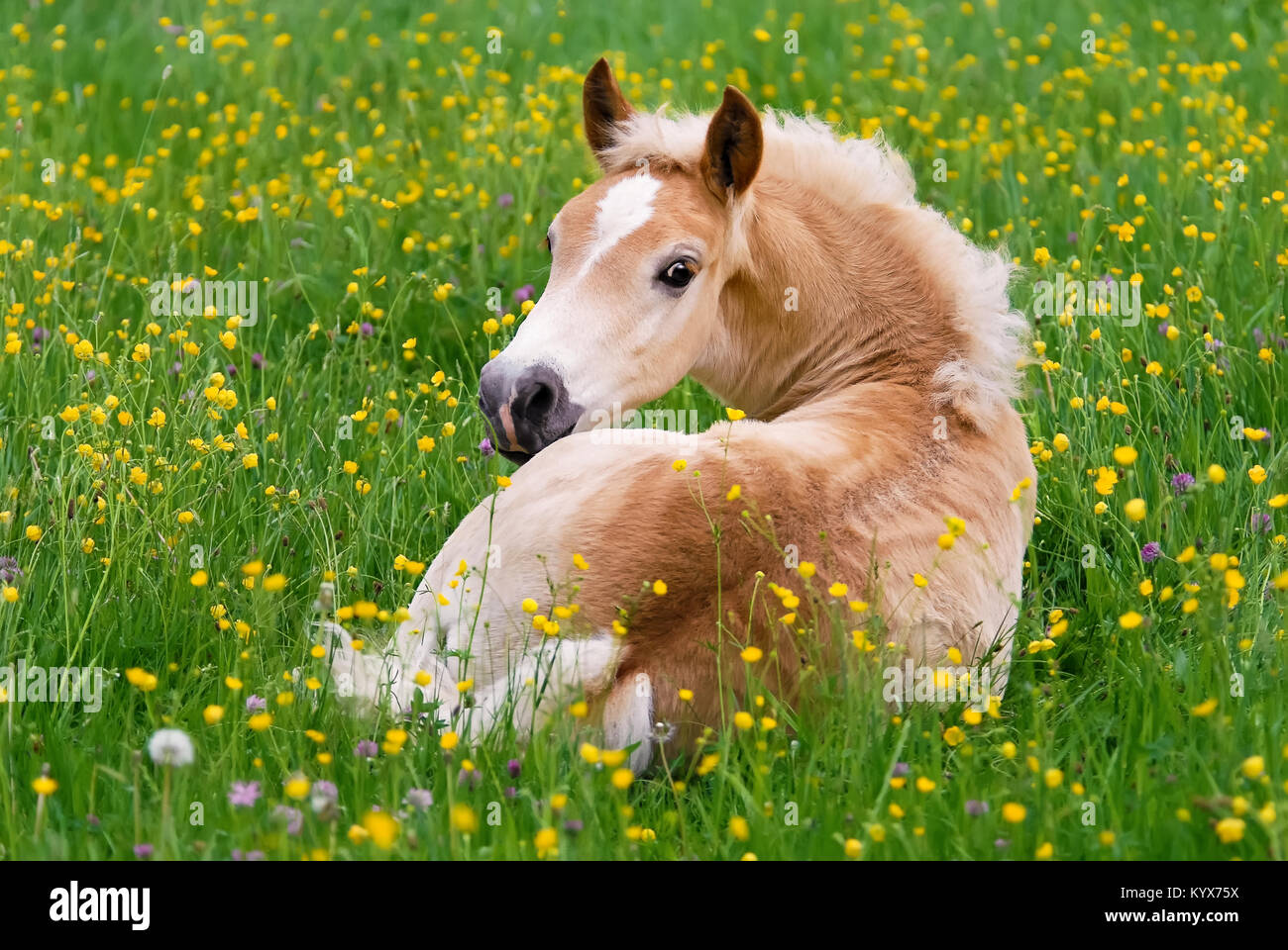 Cute Haflinger horse foal resting in a flowering meadow with buttercup flowers, the chestnut ...