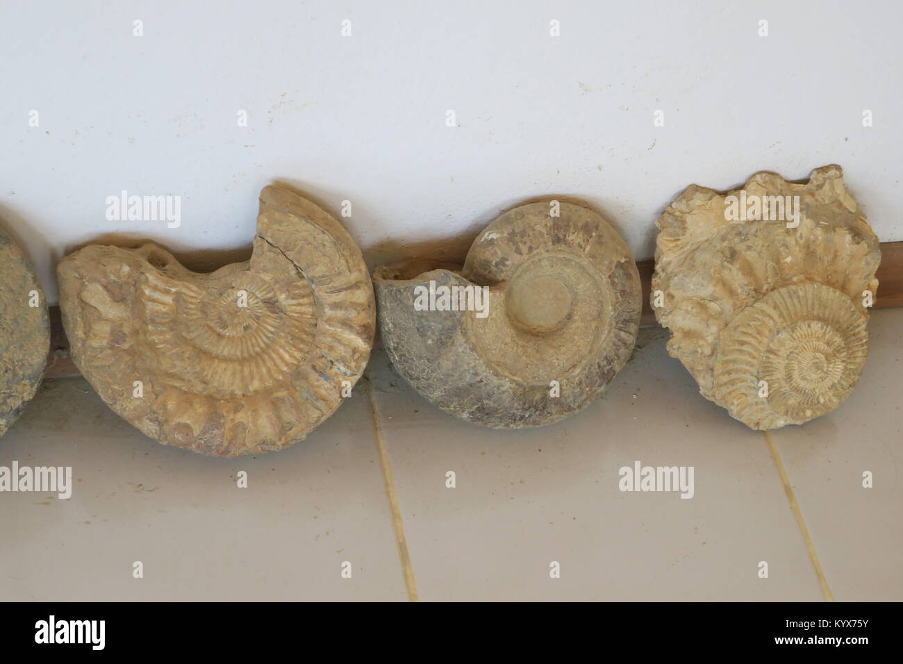 Ammonoids are an extinct group of marine mollusc animals, d'Antsokay ...
