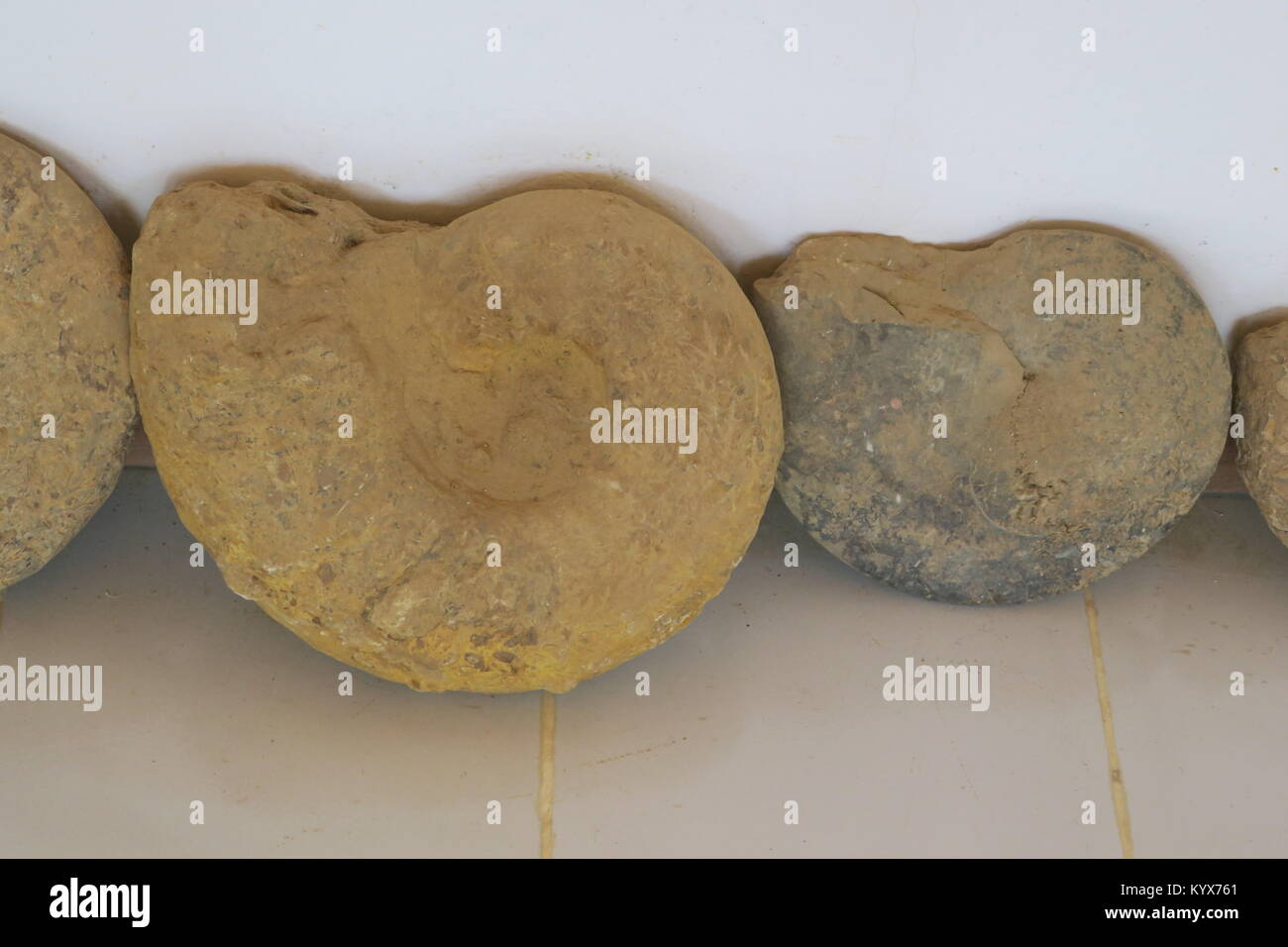 Ammonoids are an extinct group of marine mollusc animals, d'Antsokay ...