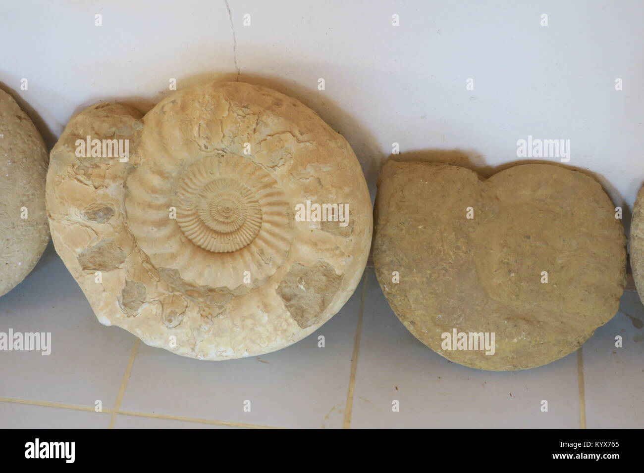 Ammonoids are an extinct group of marine mollusc animals, d'Antsokay ...