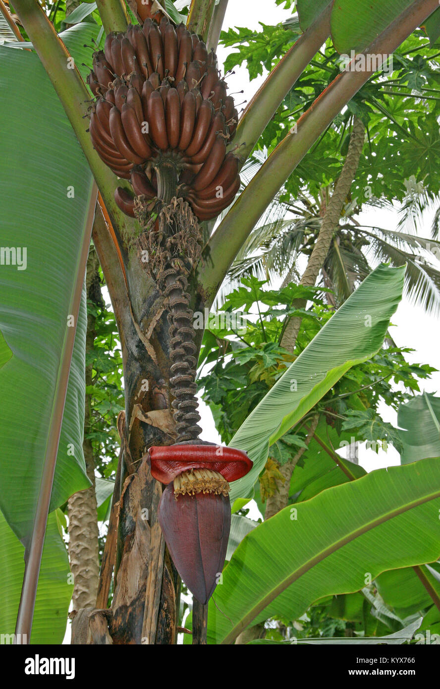 Red Dacca Bananas