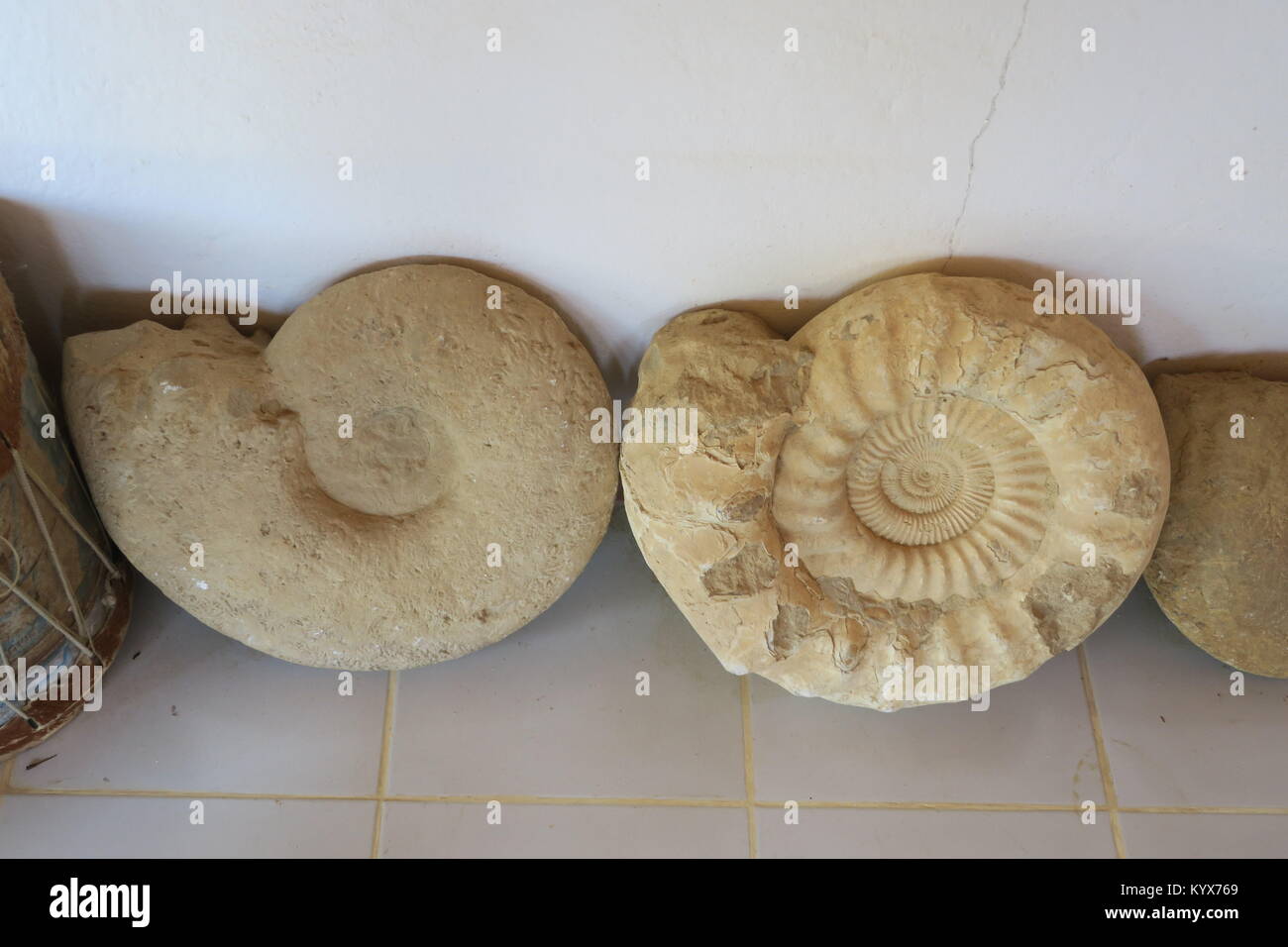 Ammonoids are an extinct group of marine mollusc animals, d'Antsokay ...