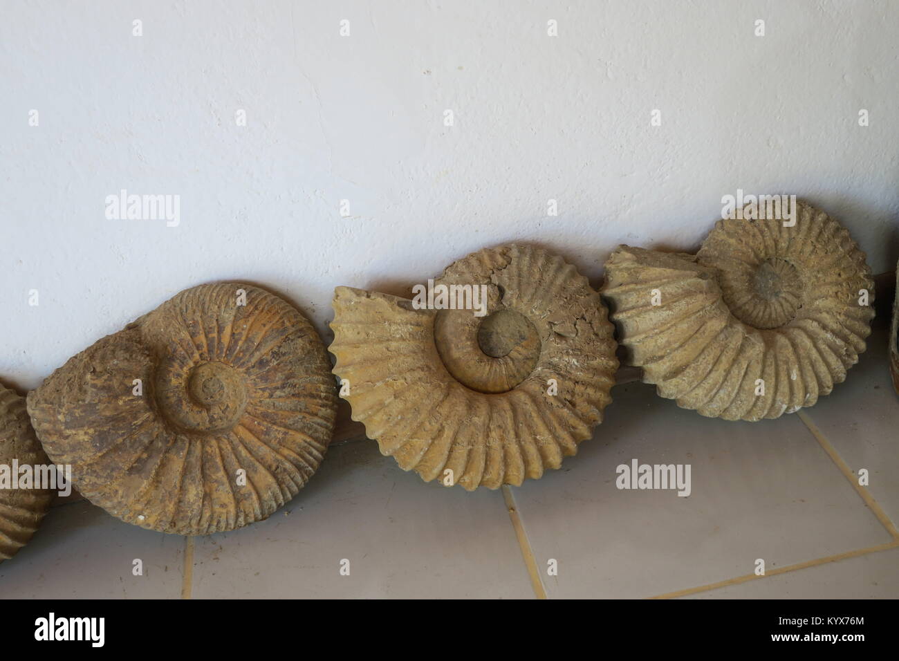 Ammonoids are an extinct group of marine mollusc animals, d'Antsokay ...