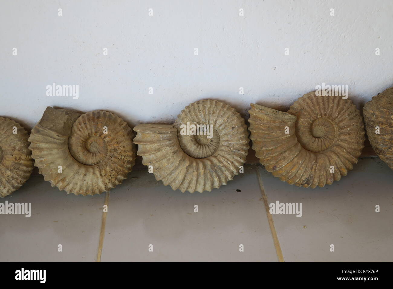 Ammonoids are an extinct group of marine mollusc animals, d'Antsokay ...