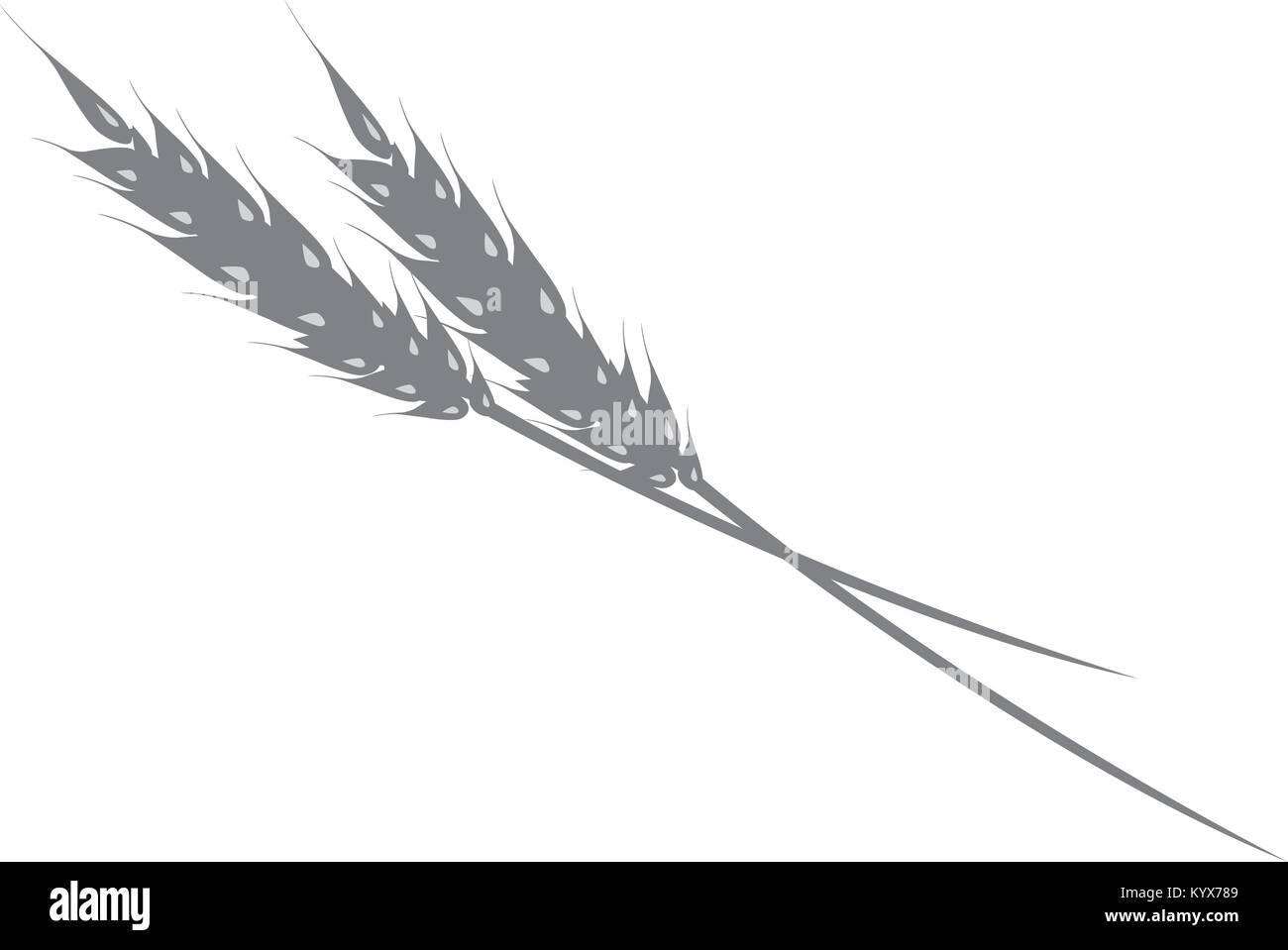Spike wheat on white Stock Vector Images - Alamy