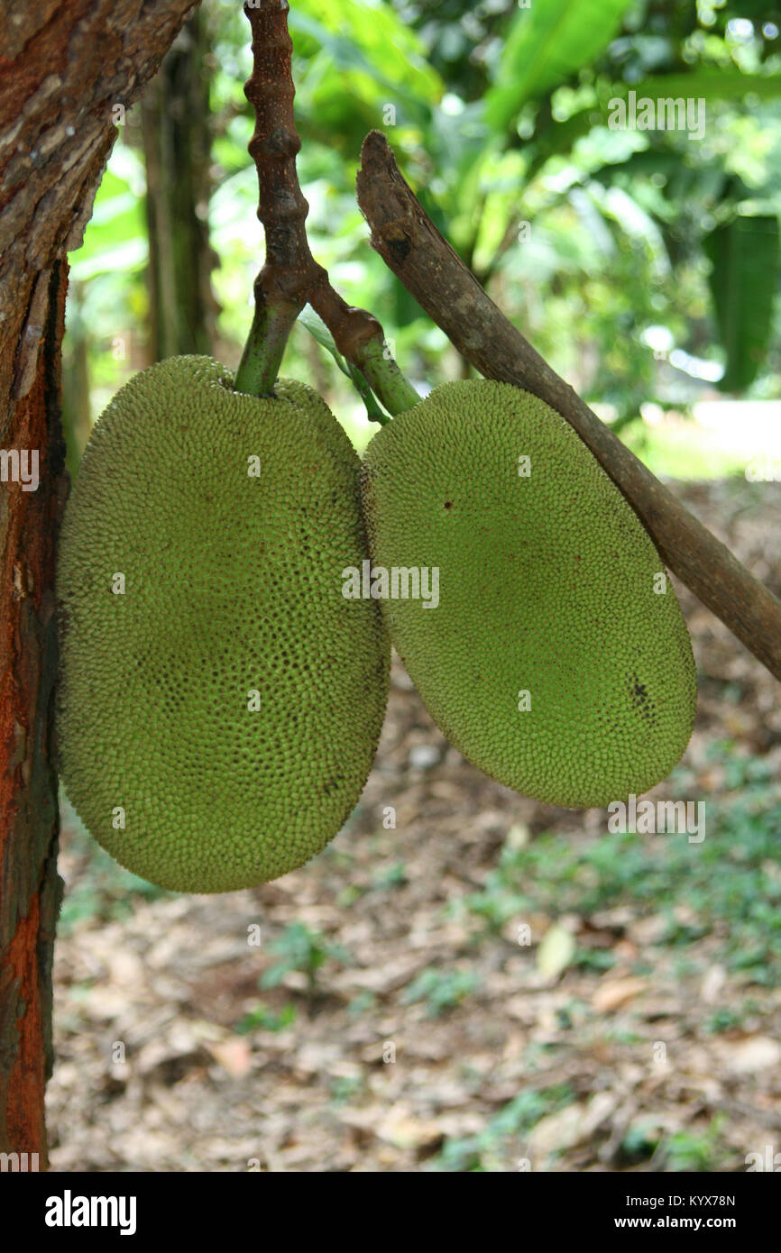 Jak Tree Stock Photos & Jak Tree Stock Images - Alamy