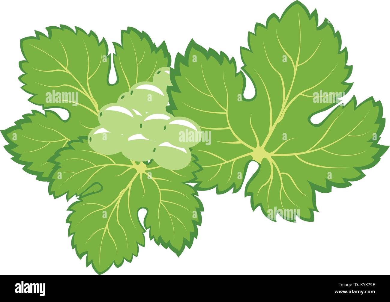 Wine grapes leaves Stock Vector Images - Alamy