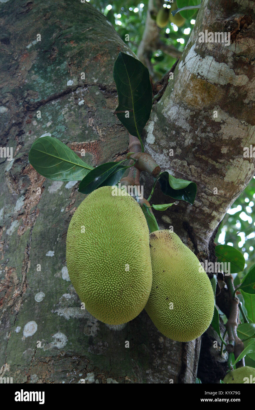 Jak tree hi-res stock photography and images - Alamy