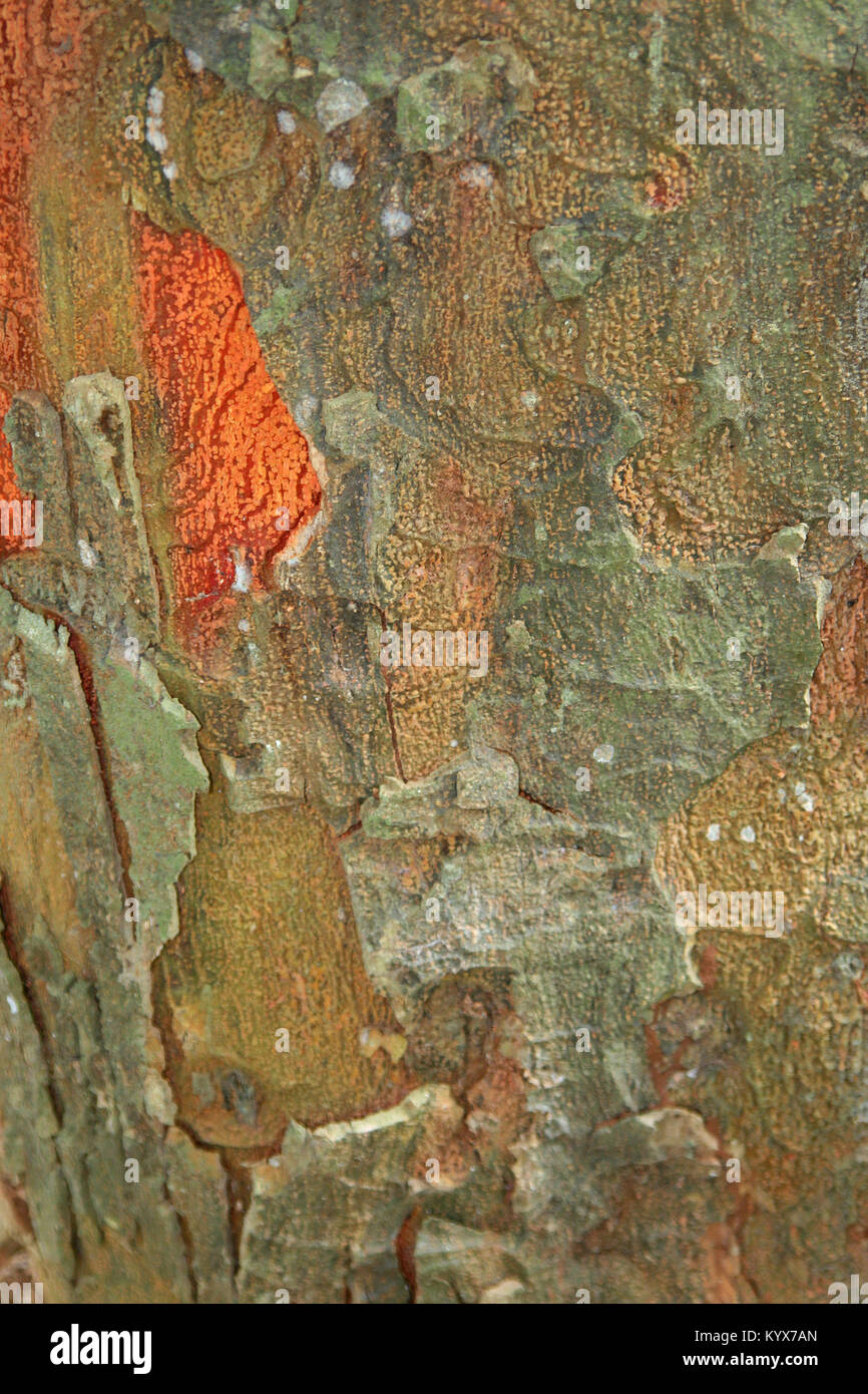 Jak tree hi-res stock photography and images - Alamy