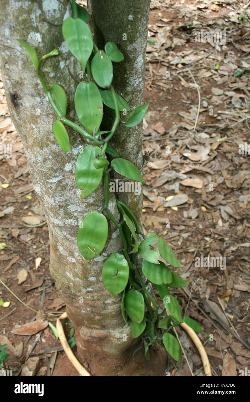 Vanilla vine growing against durian tree trunk, Zanzibar, Tanzania ...