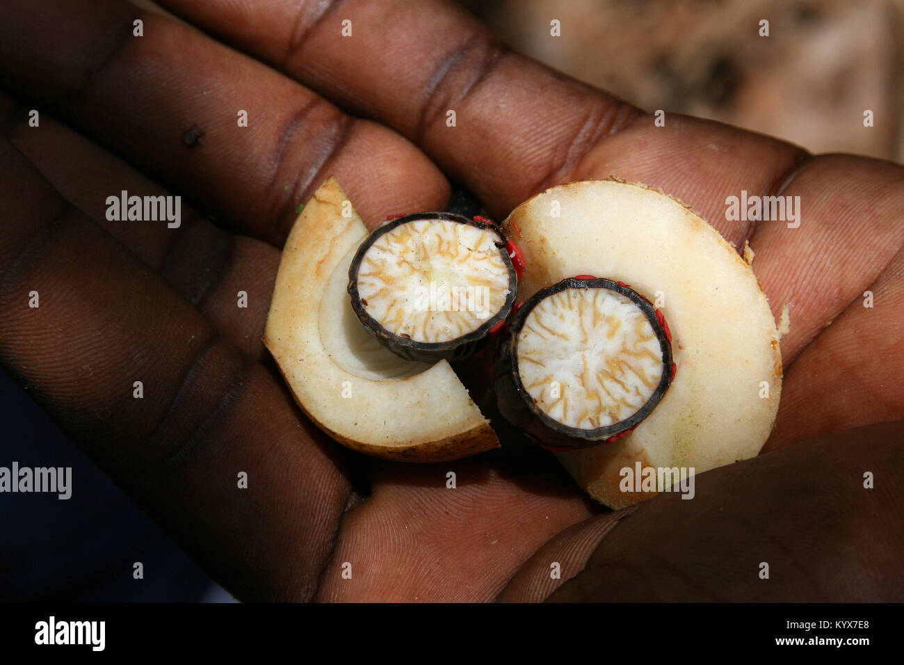 Man's hand holding nutmeg fruit cut in half, displaying mace and nut ...