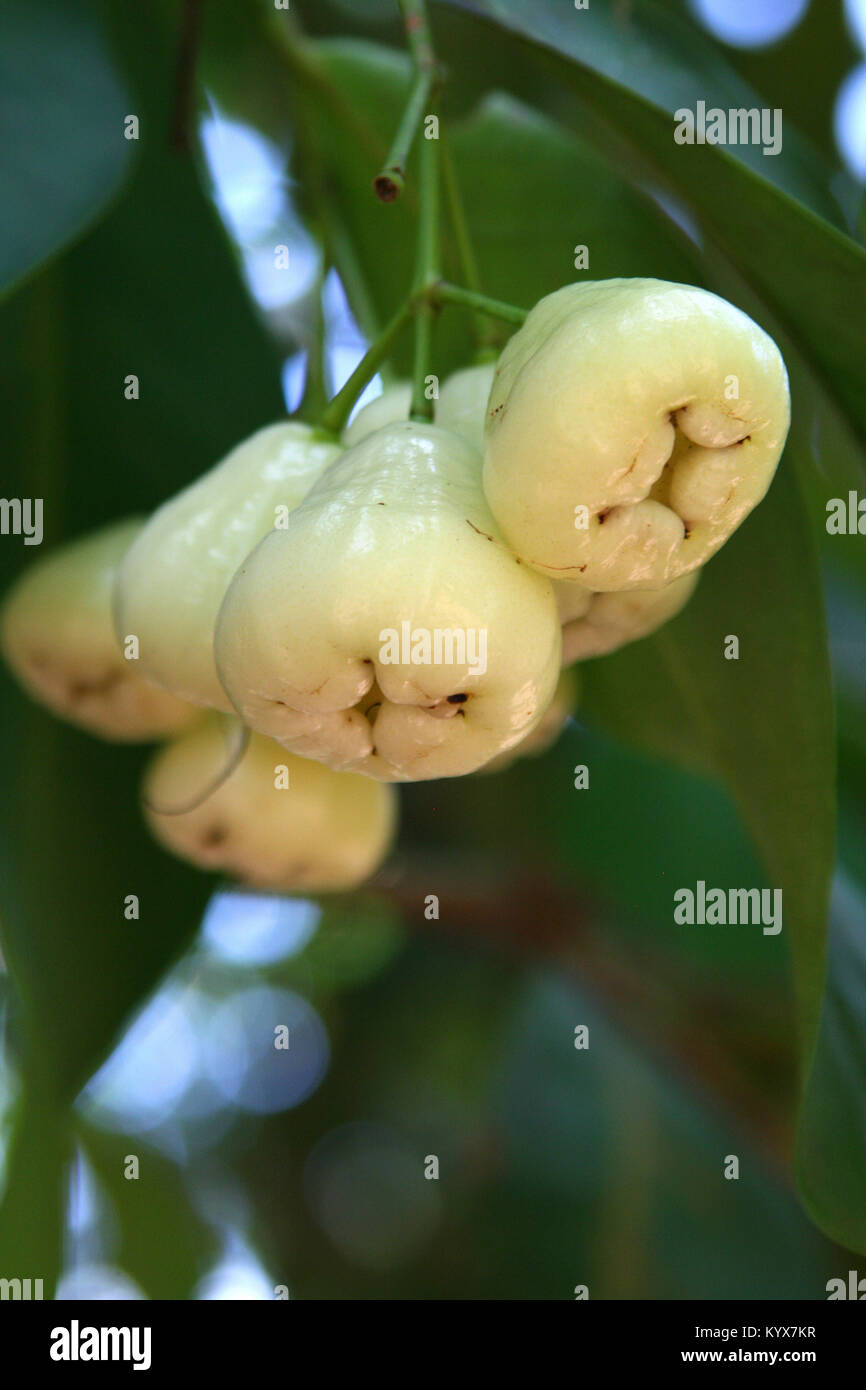 Syzygium malaccense hi-res stock photography and images - Alamy