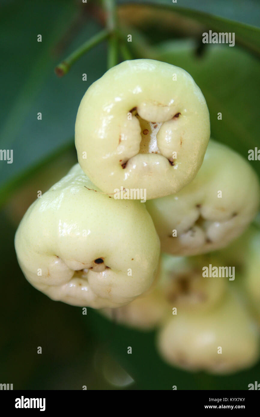 Otaheites hi-res stock photography and images - Alamy