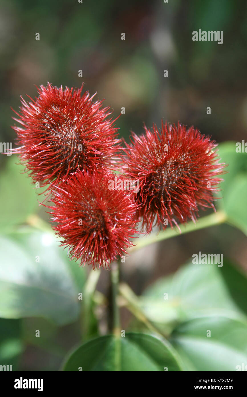 Achiote annatto bixa orellana fruit hi-res stock photography and images ...