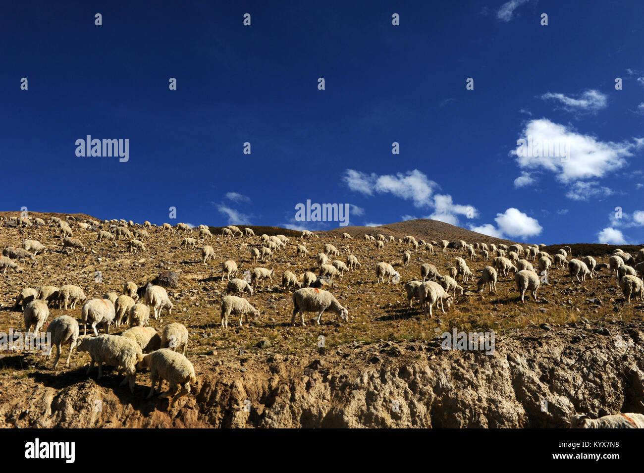 Zanda County, Tibet Stock Photo - Alamy