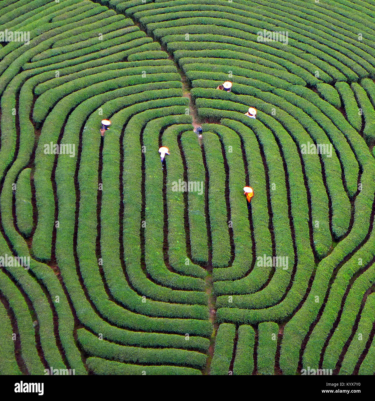 Fujian province tea plantation hi-res stock photography and images - Alamy