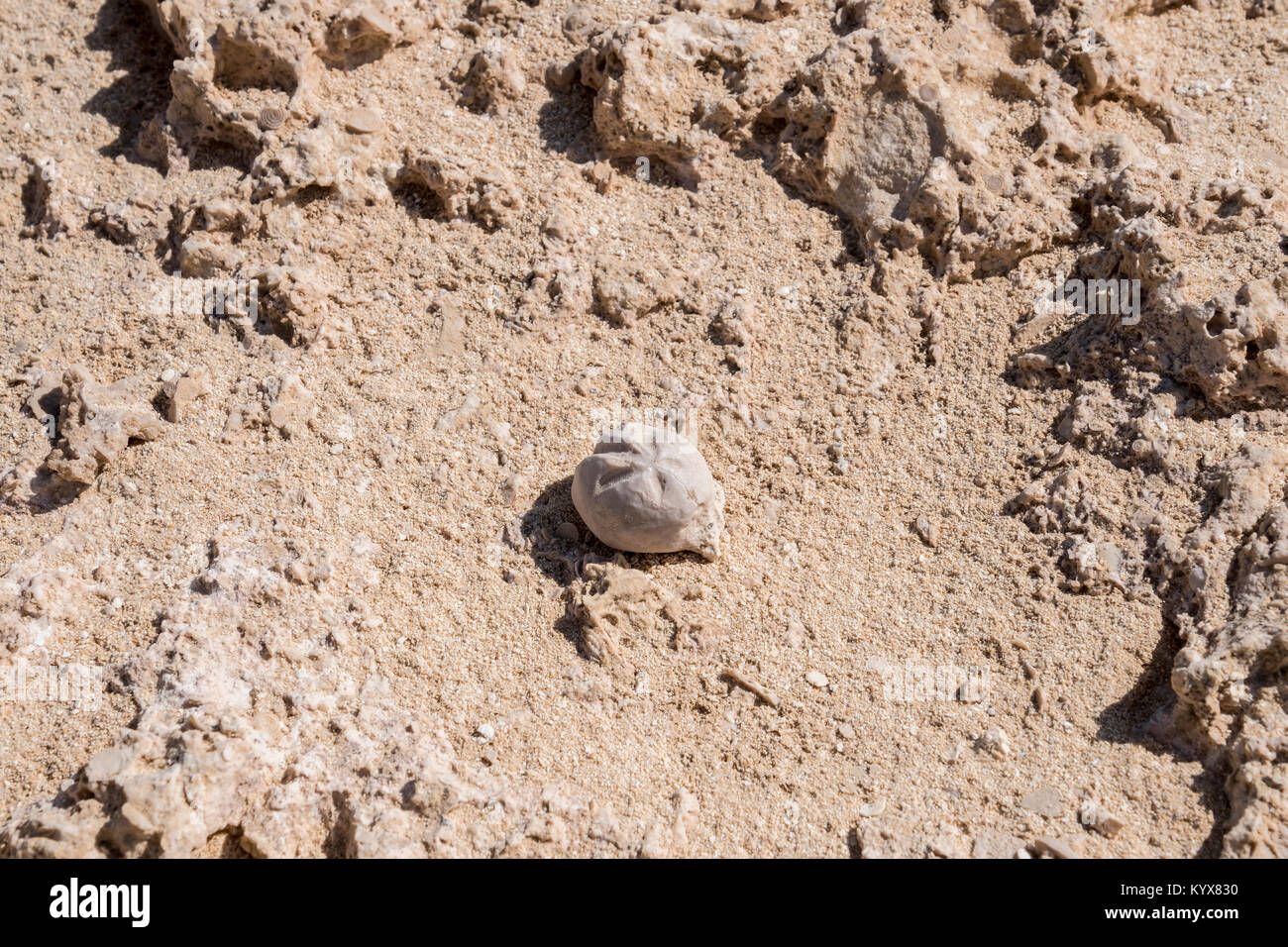 Fossil shell sandstone High Resolution Stock Photography and Images - Alamy