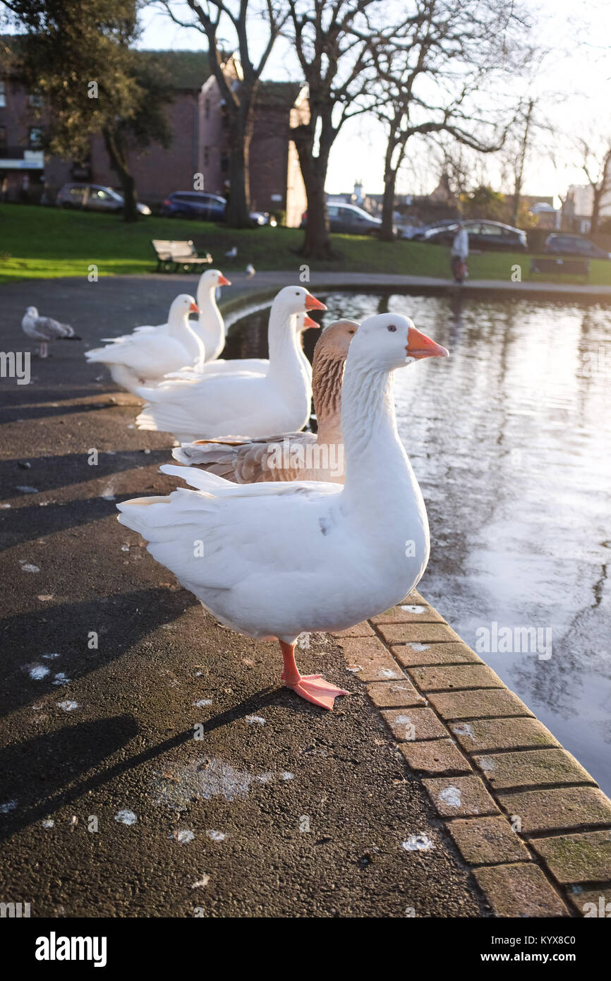 Brighton park hi-res stock photography and images - Alamy
