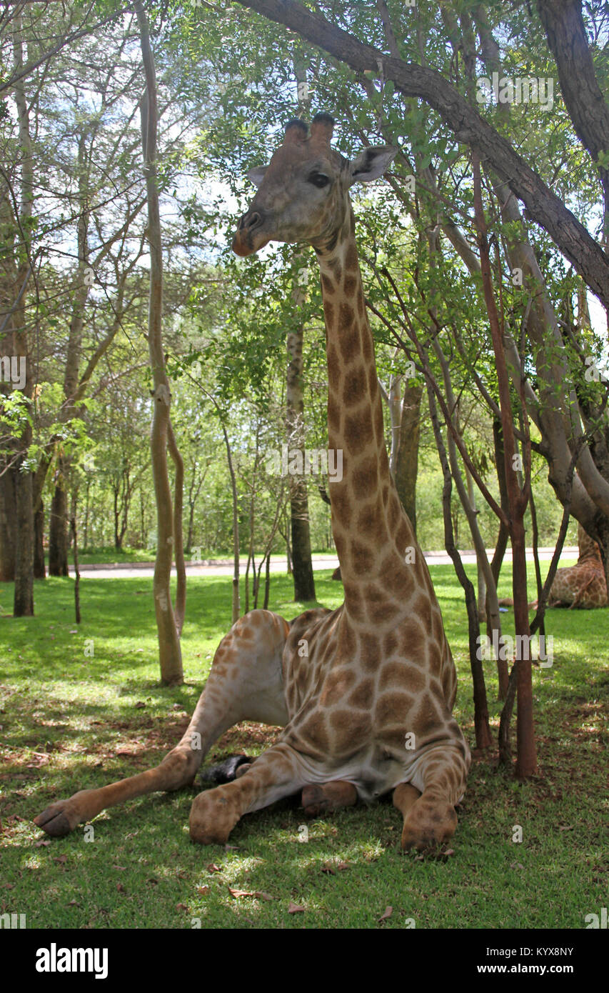 Giraffe laying on lawn in park, (Giraffa Camelopardalis), near Victoria ...