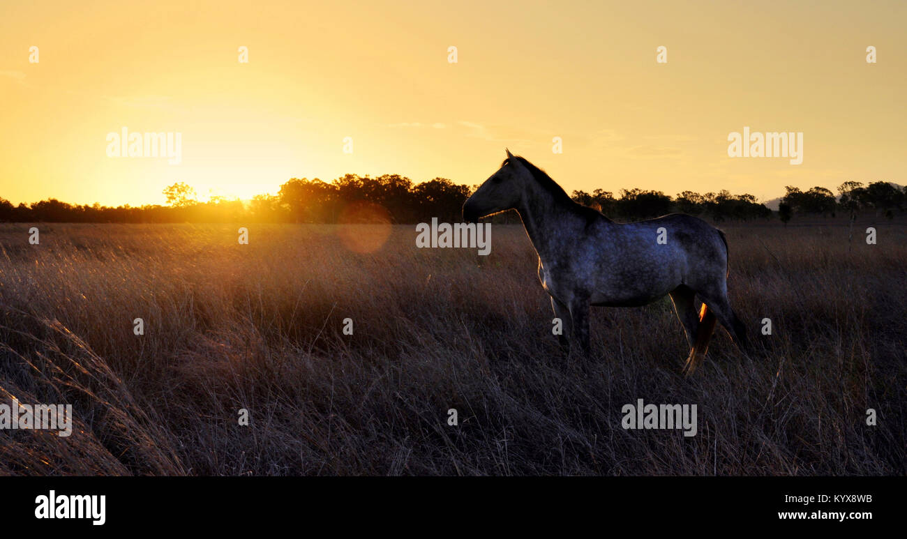 AUSTRALIAN OUTBACK SUNSET Stock Photo - Alamy