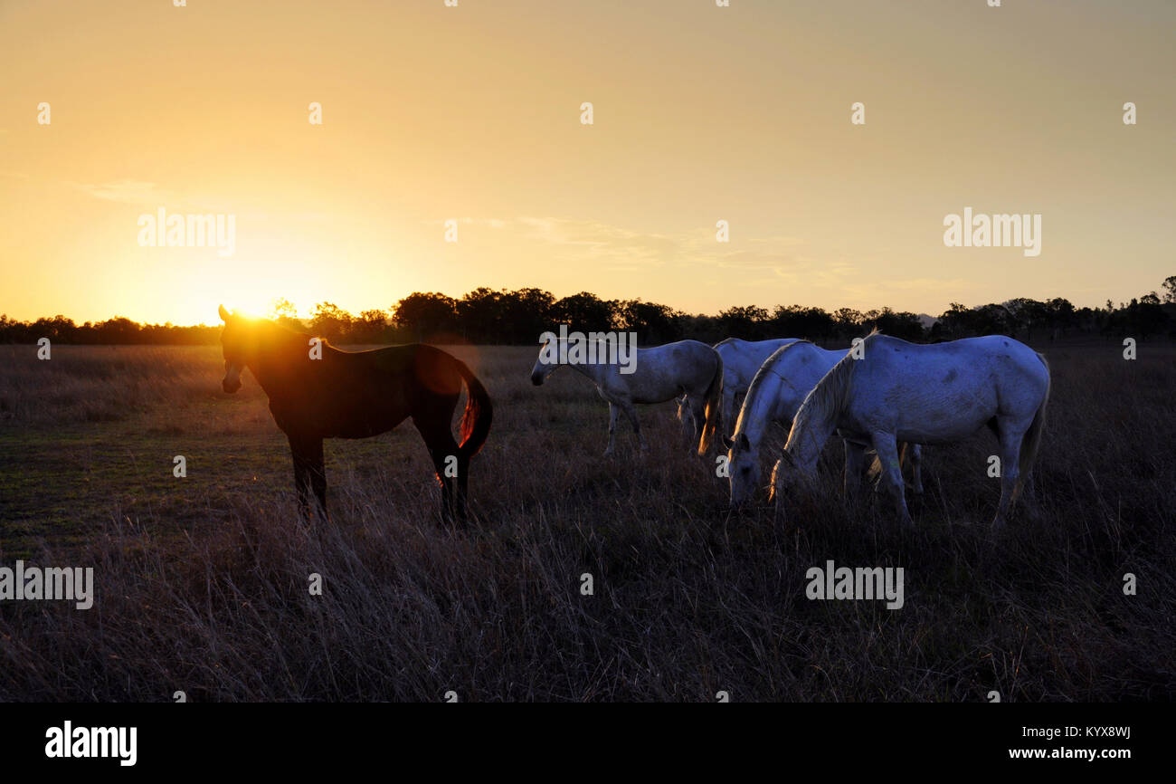 AUSTRALIAN OUTBACK SUNSET Stock Photo - Alamy