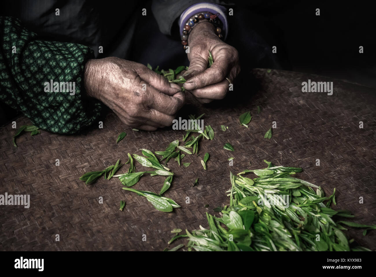 Spring tea picking hi-res stock photography and images - Alamy
