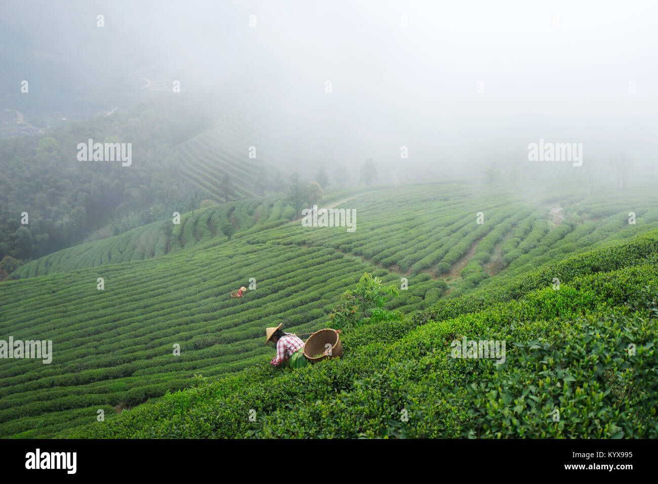 China tea plant fog hi-res stock photography and images - Alamy