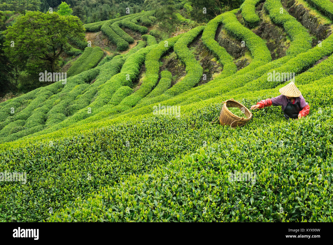 Tea basket landscape fields hi-res stock photography and images - Alamy