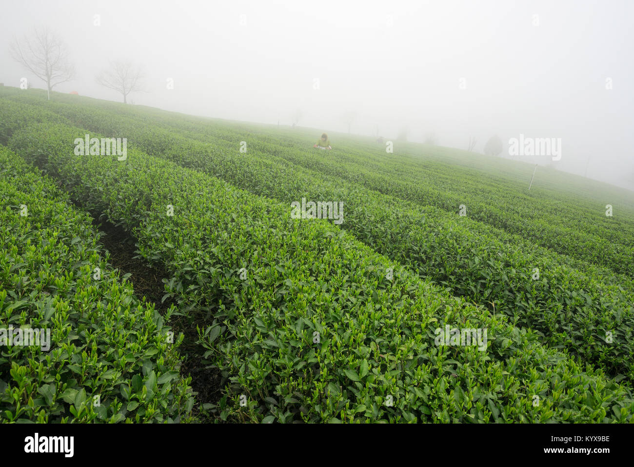 China tea plant fog hi-res stock photography and images - Alamy