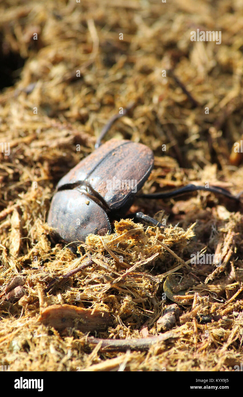Dung beetle on dry grass, Victoria Falls Private Game Reserve, Zimbabwe ...