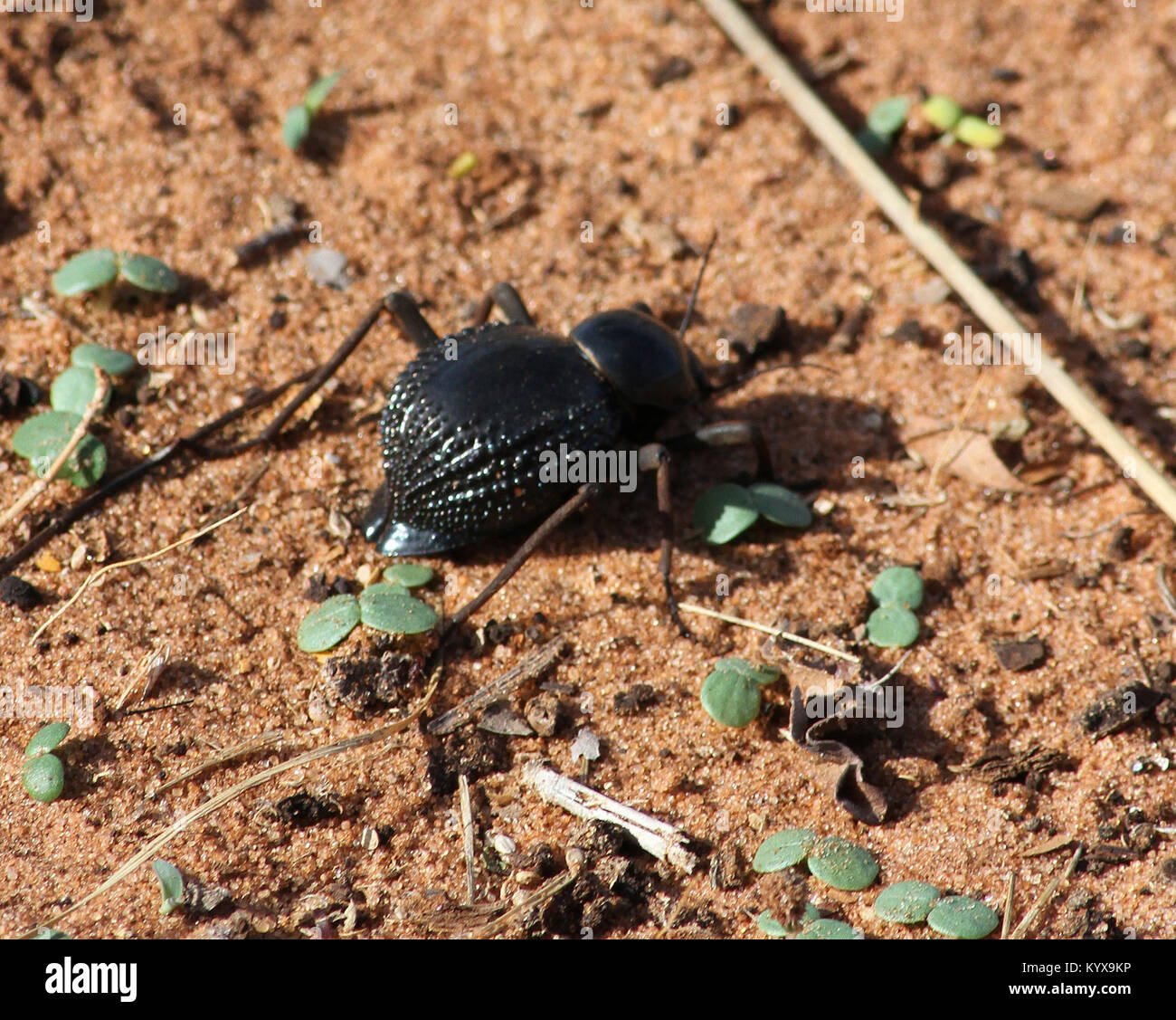 Tok-tokkie dung beetle on dry soil, Victoria Falls Private Game Reserve ...