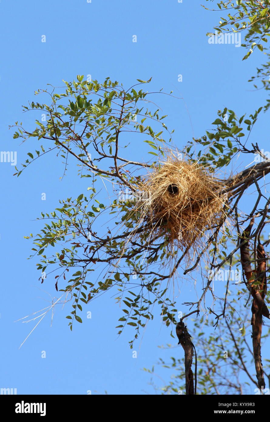 Victoria bird tree nest hi-res stock photography and images - Alamy