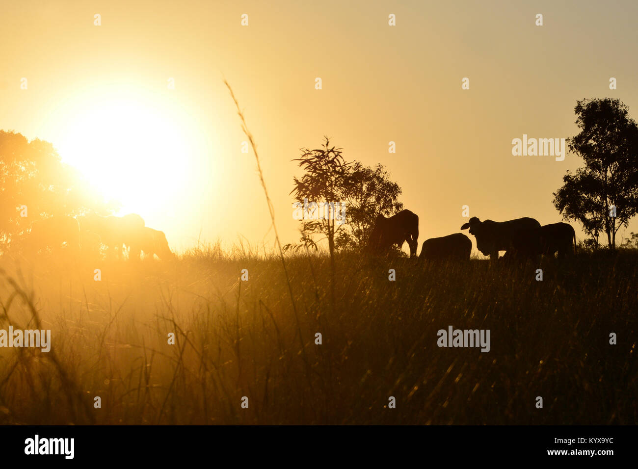 AUSTRALIAN OUTBACK SUNSET Stock Photo - Alamy