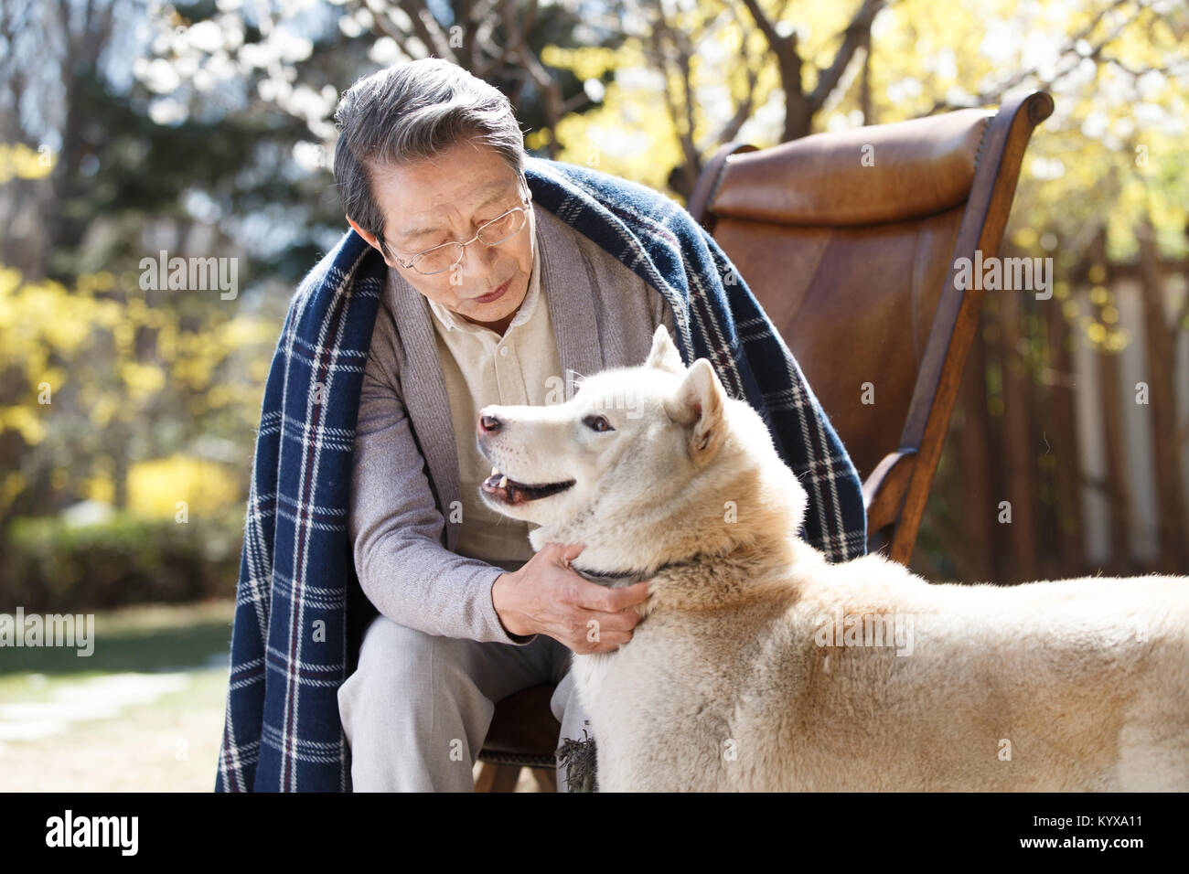 The old man and the Samoyed Stock Photo - Alamy