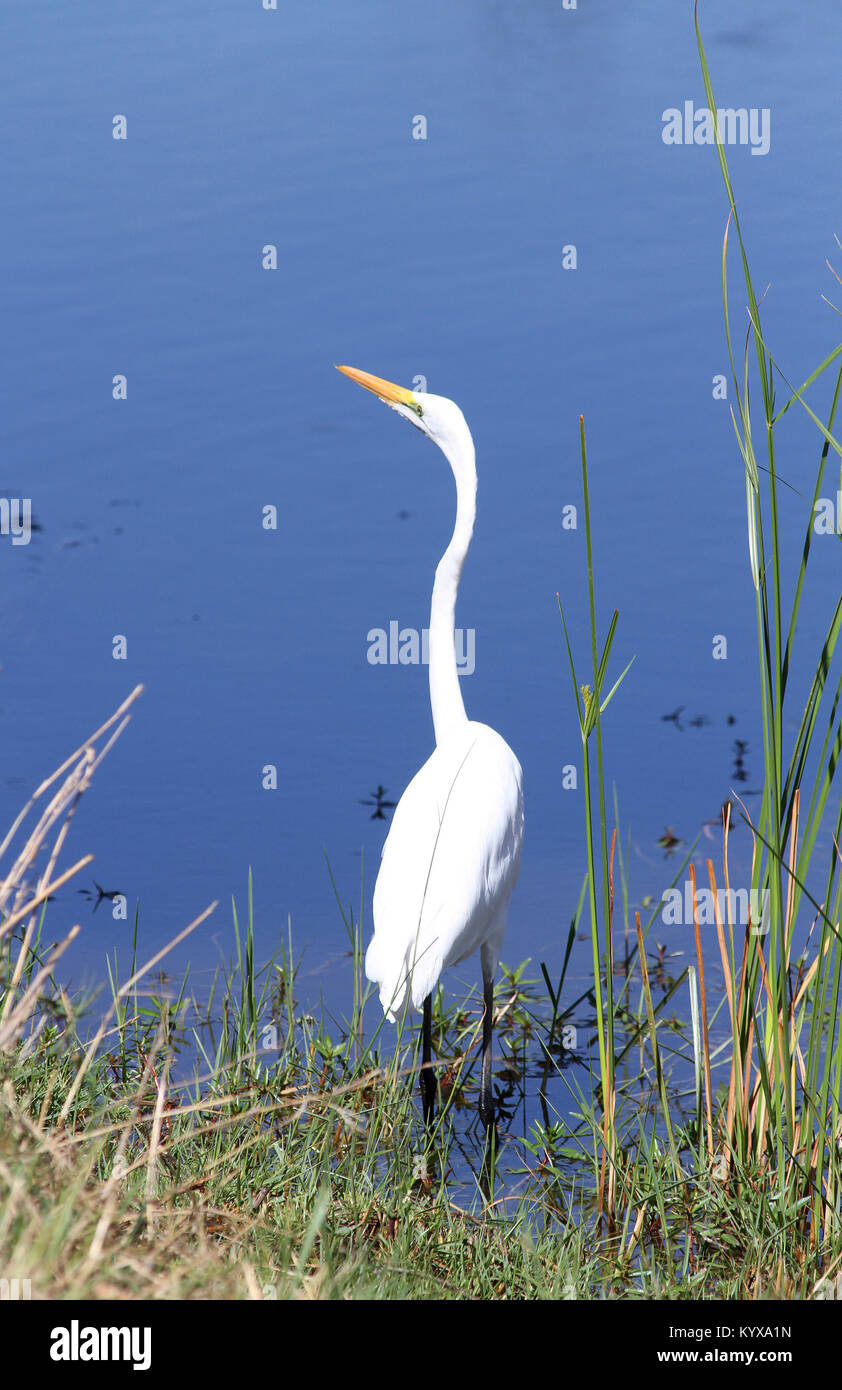Great zimbabwe bird hi-res stock photography and images - Alamy