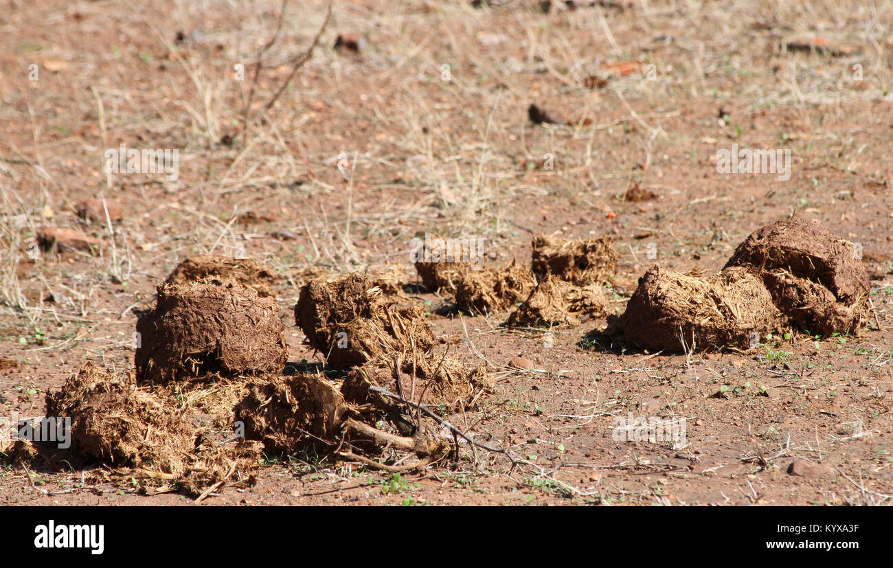 Elephant Disease Balls