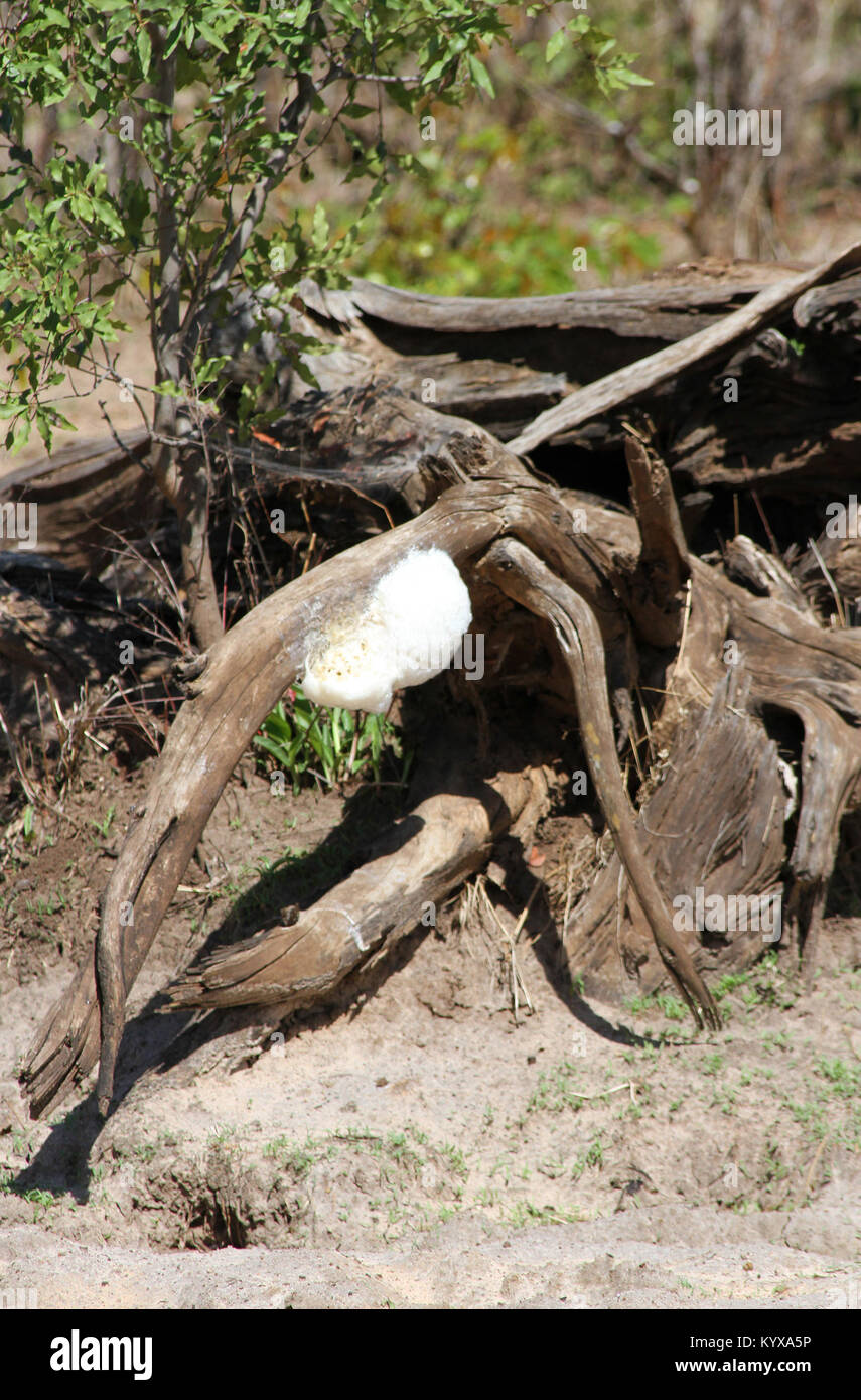 Gray foam nest tree frog hi-res stock photography and images - Alamy