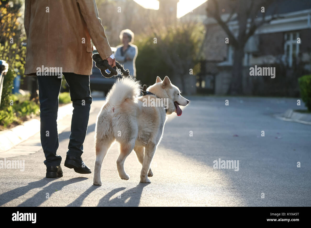 The old man and the Samoyed Stock Photo - Alamy