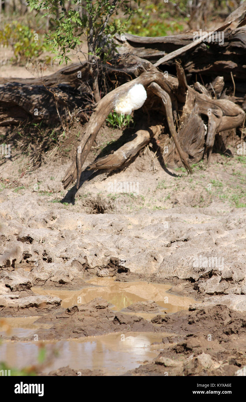Gray foam nest tree frog hi-res stock photography and images - Alamy