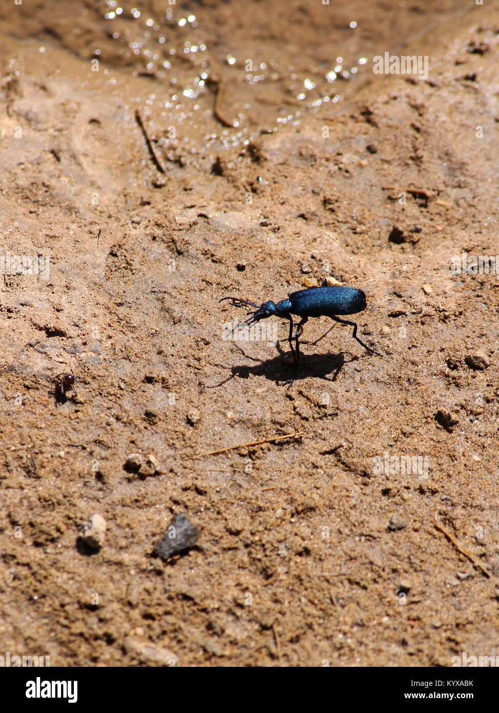Bed bugs game hi-res stock photography and images - Alamy