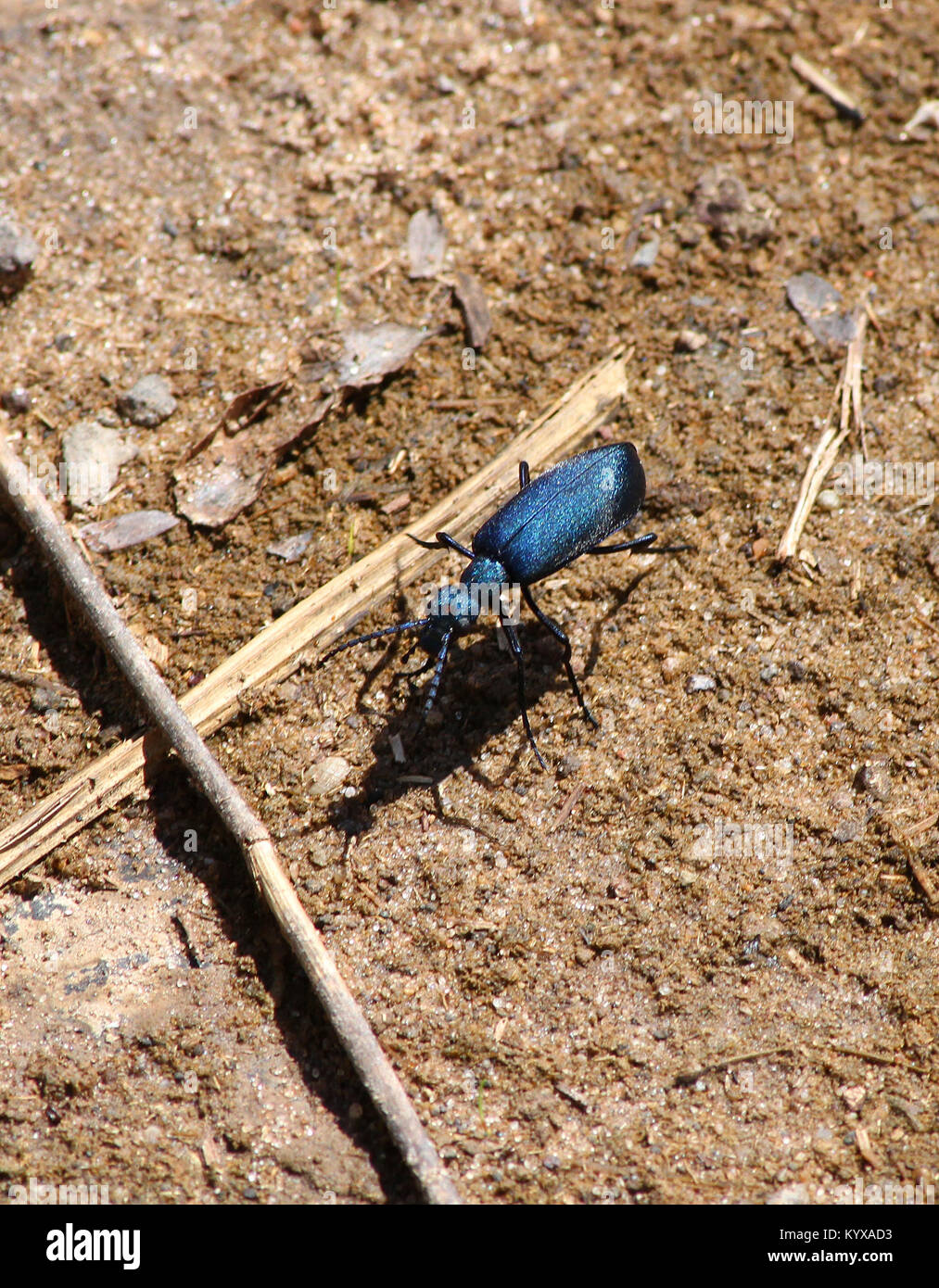 Metallic blue blister beetle, Victoria Falls Private Game Reserve ...