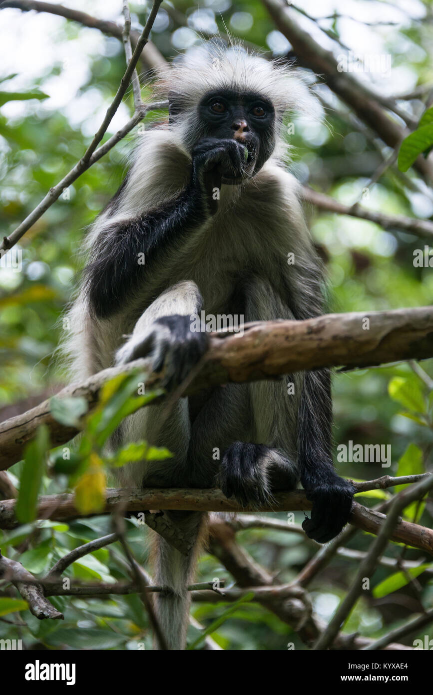Endangered Zanzibar red colobus monkey (Procolobus kirkii), Jozani ... Endangered Zanzibar red colobus monkey (Procolobus kirkii), Jozani ...