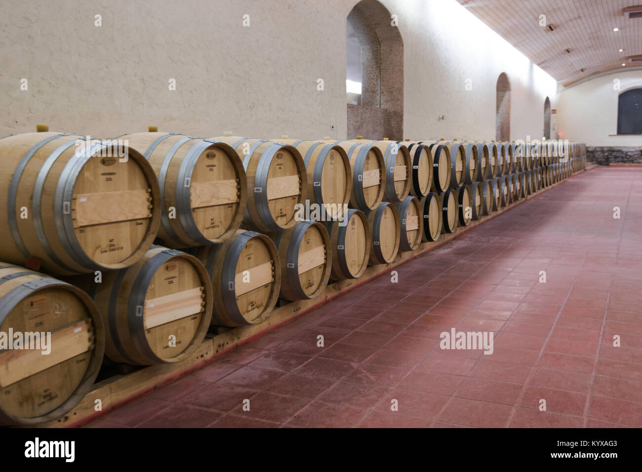 Vineyard Concha y Toro, Chile Stock Photo - Alamy