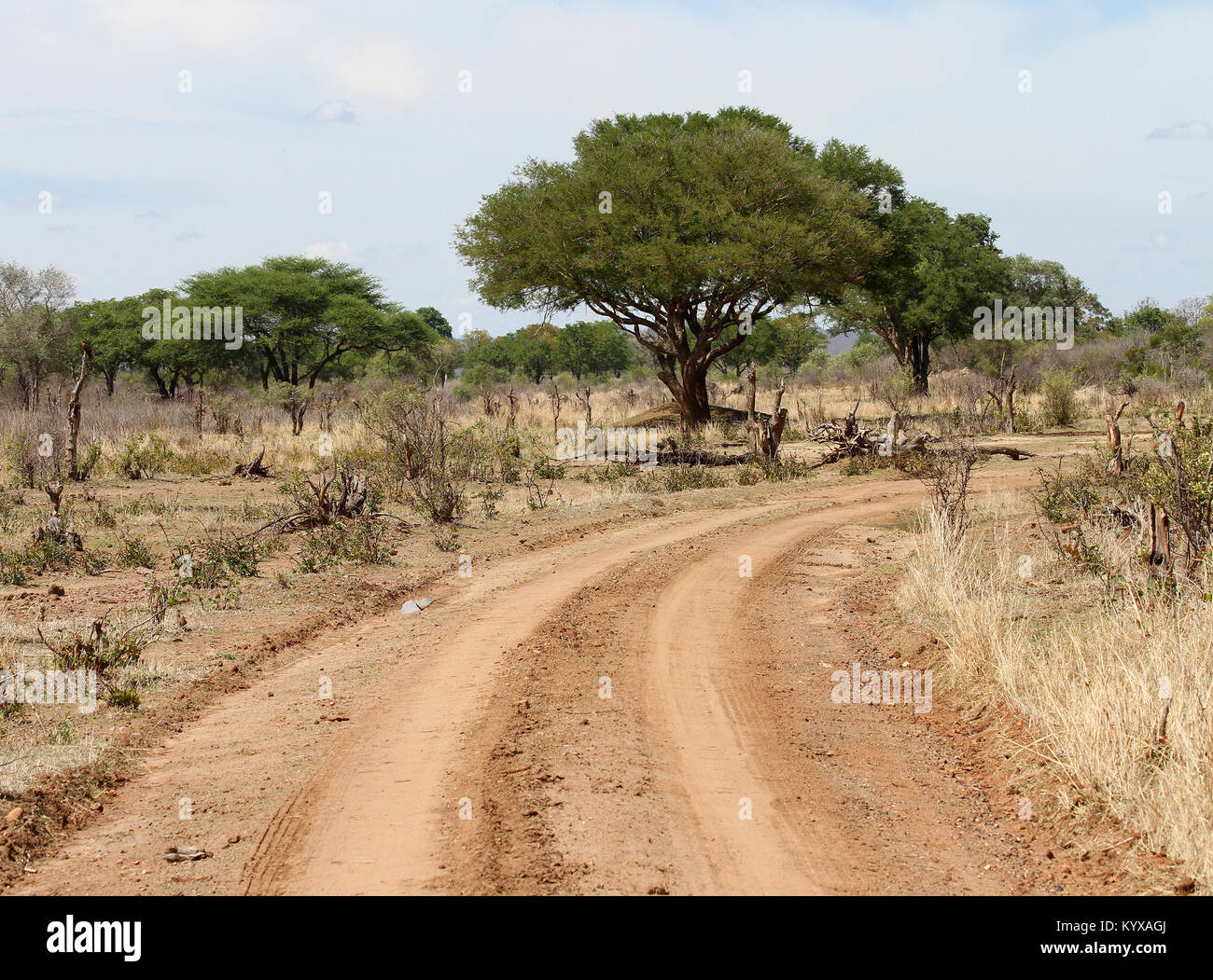 Dirt road and tree in Victoria Falls Private Game Reserve, Zimbabwe ...