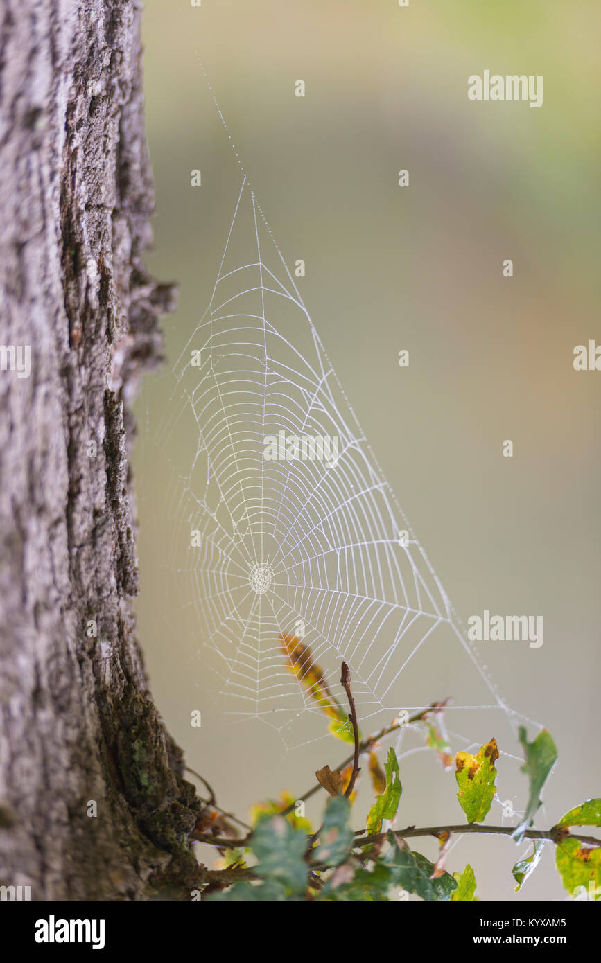 A spider web on a tree Stock Photo - Alamy