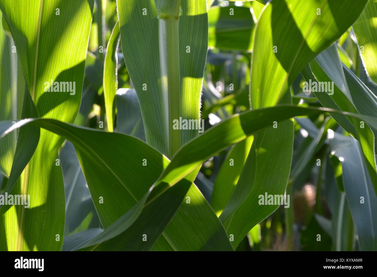 Maize leaves with the afternoon sunlight shining through Stock Photo ...