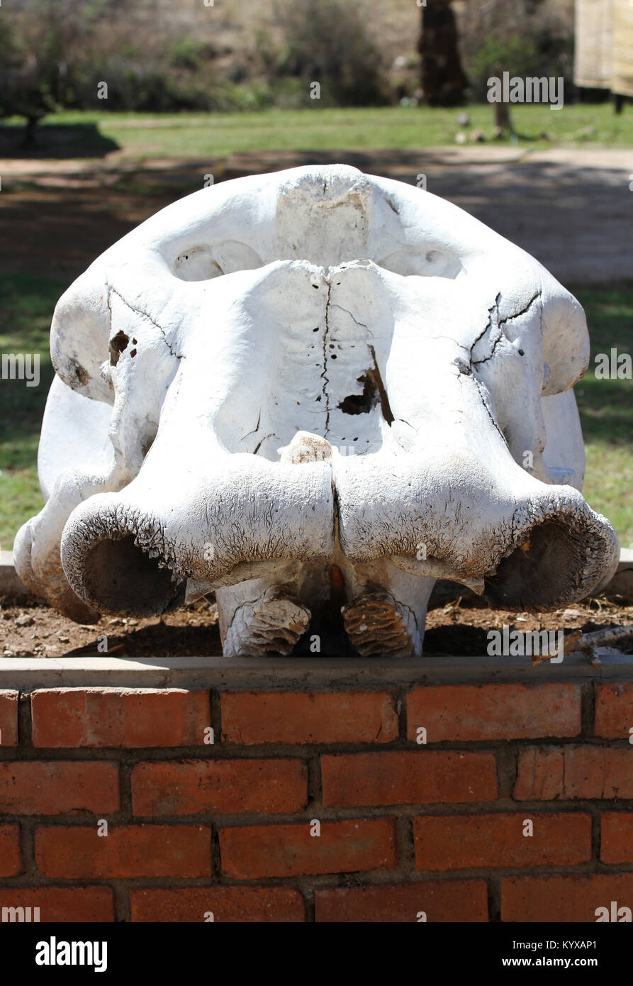Upper jaw of elephant displayed on brick block at Victoria Falls ...